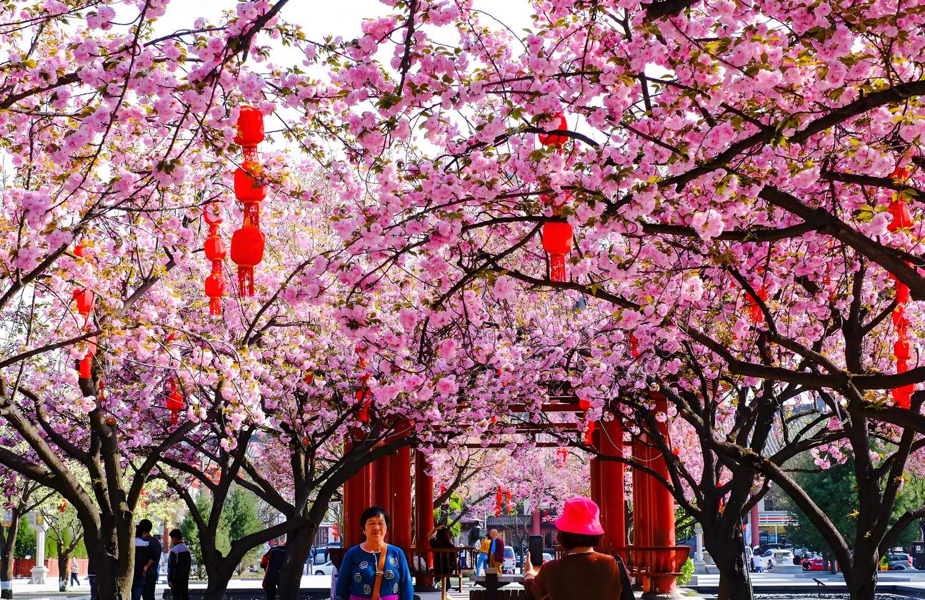 [Spring Limited] One-time meeting*One-lifetime--Cherry Blossom Viewing ...